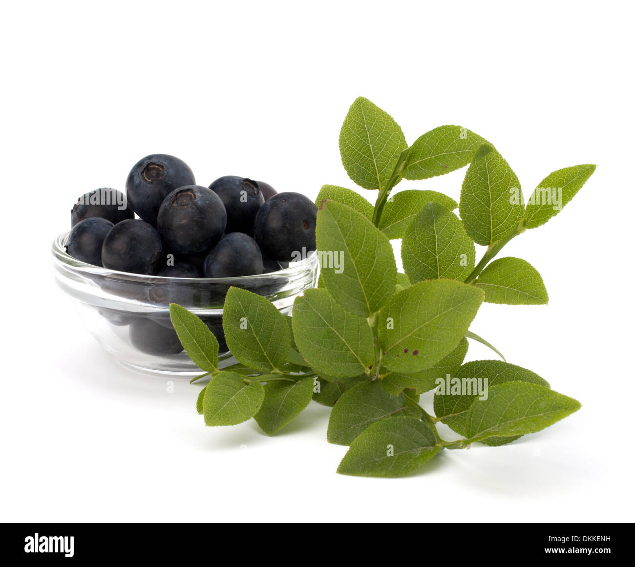 Blue bilberry or whortleberry isolated on white background Stock Photo ...