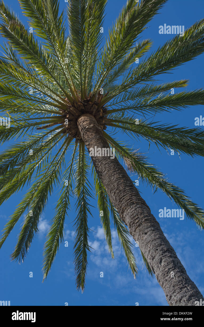 High palm tree diagonally with blue sky and little white clouds Stock ...