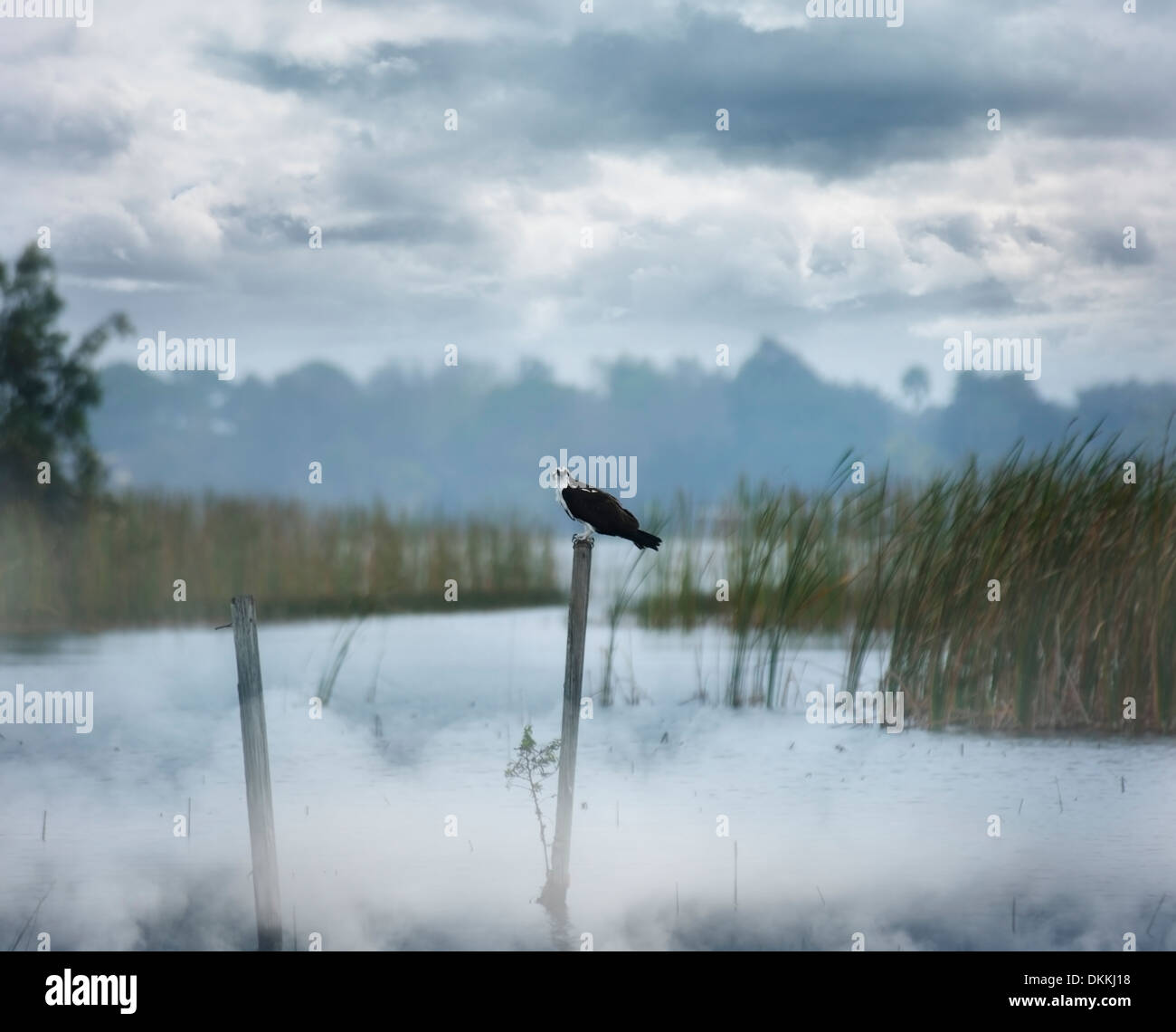 Water hawk hi-res stock photography and images - Alamy