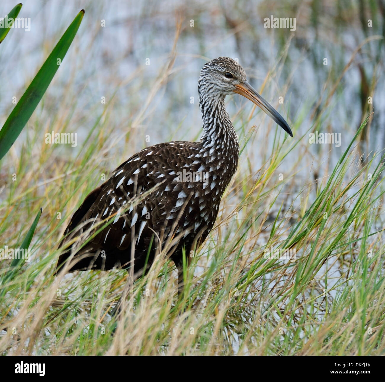 Crying bird hi-res stock photography and images - Alamy