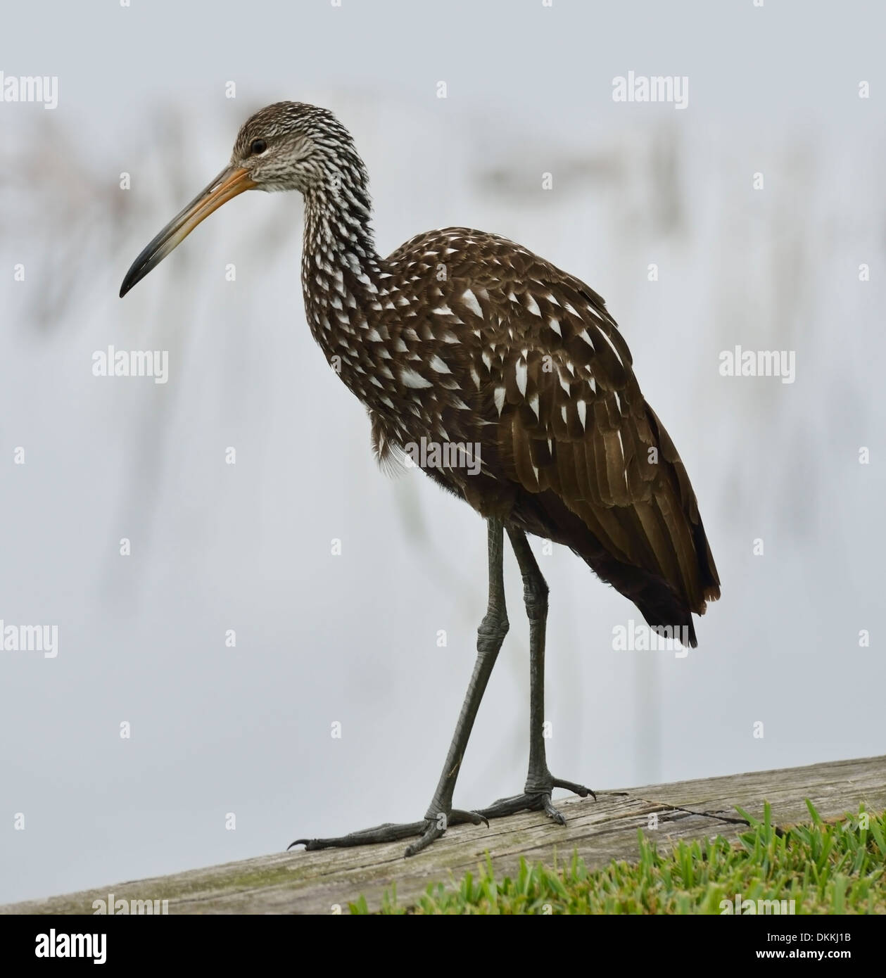Crying bird hi-res stock photography and images - Alamy