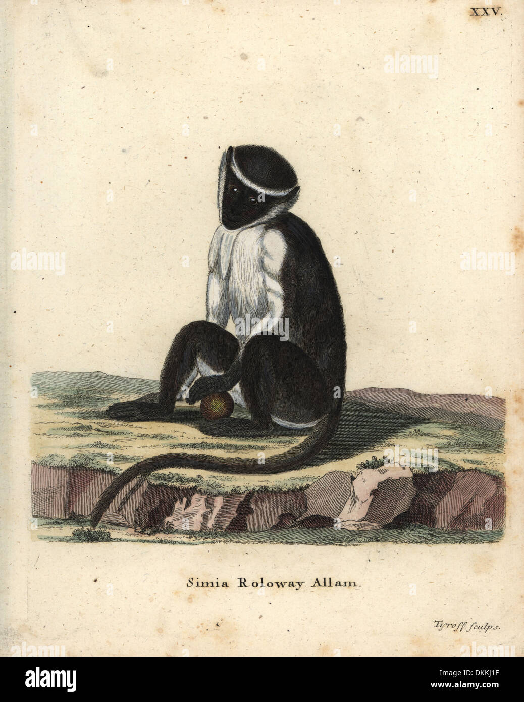 Roloway monkey, Cercopithecus roloway. Endangered Stock Photo - Alamy