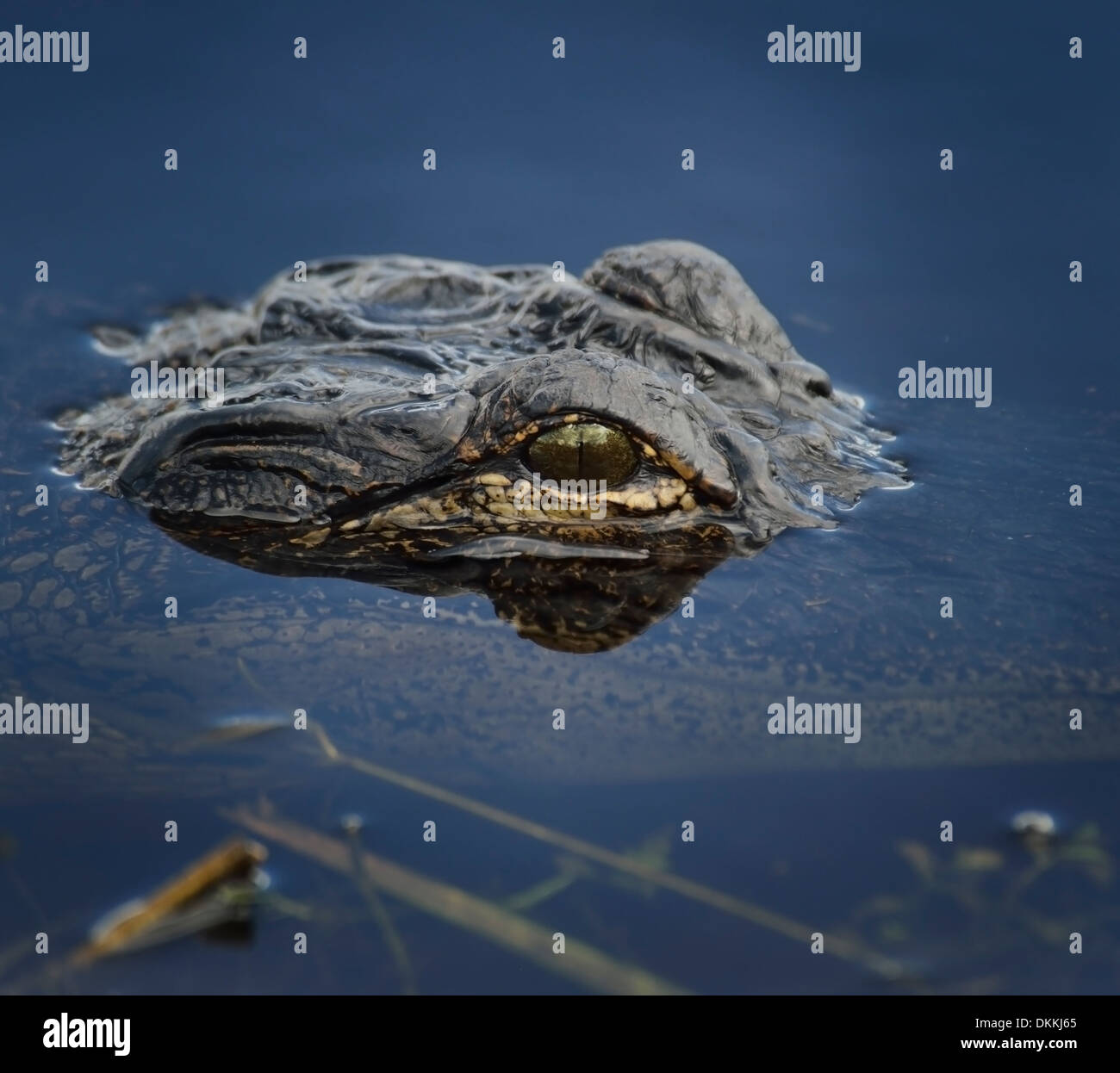 Alligator Head In The Water ,Close Up Stock Photo - Alamy