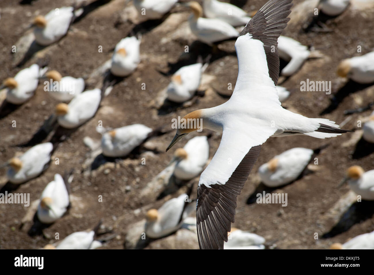 A gannet flying over the gannet colony Stock Photo - Alamy