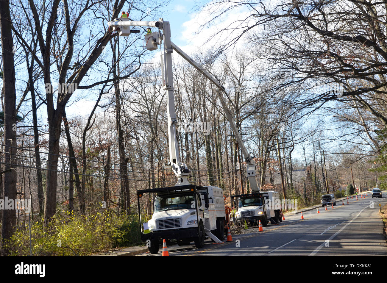 Tree cutters cutting down tree limbs on a tree lined street in ...