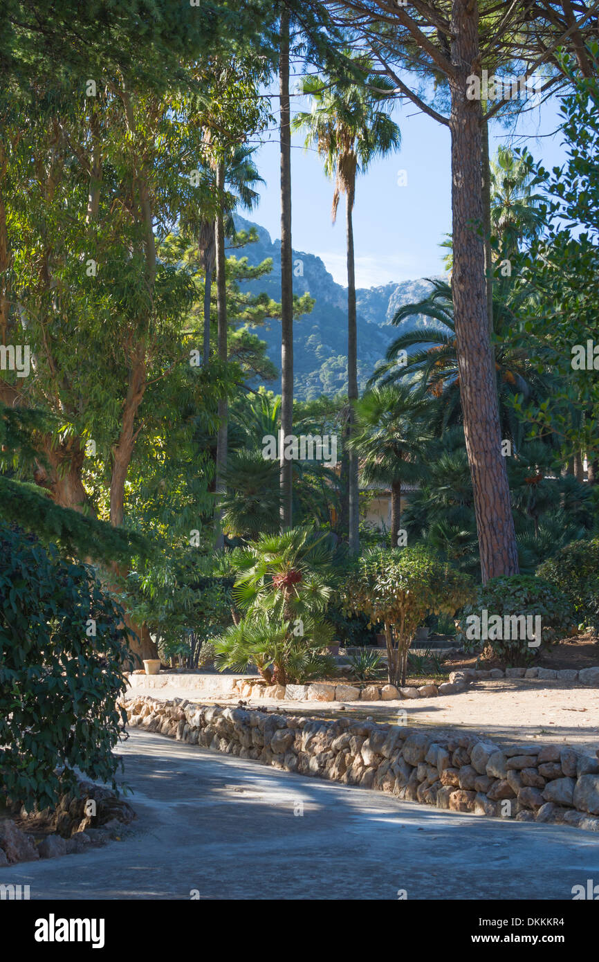 Mountain landscape in Majorca with high trees, mountains and ...