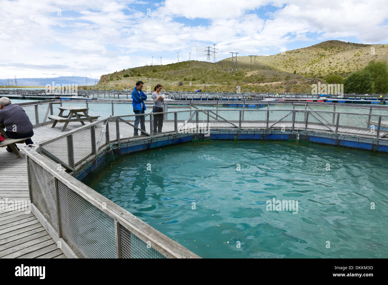 A salmon farm on the South Island of New Zealand Stock Photo - Alamy