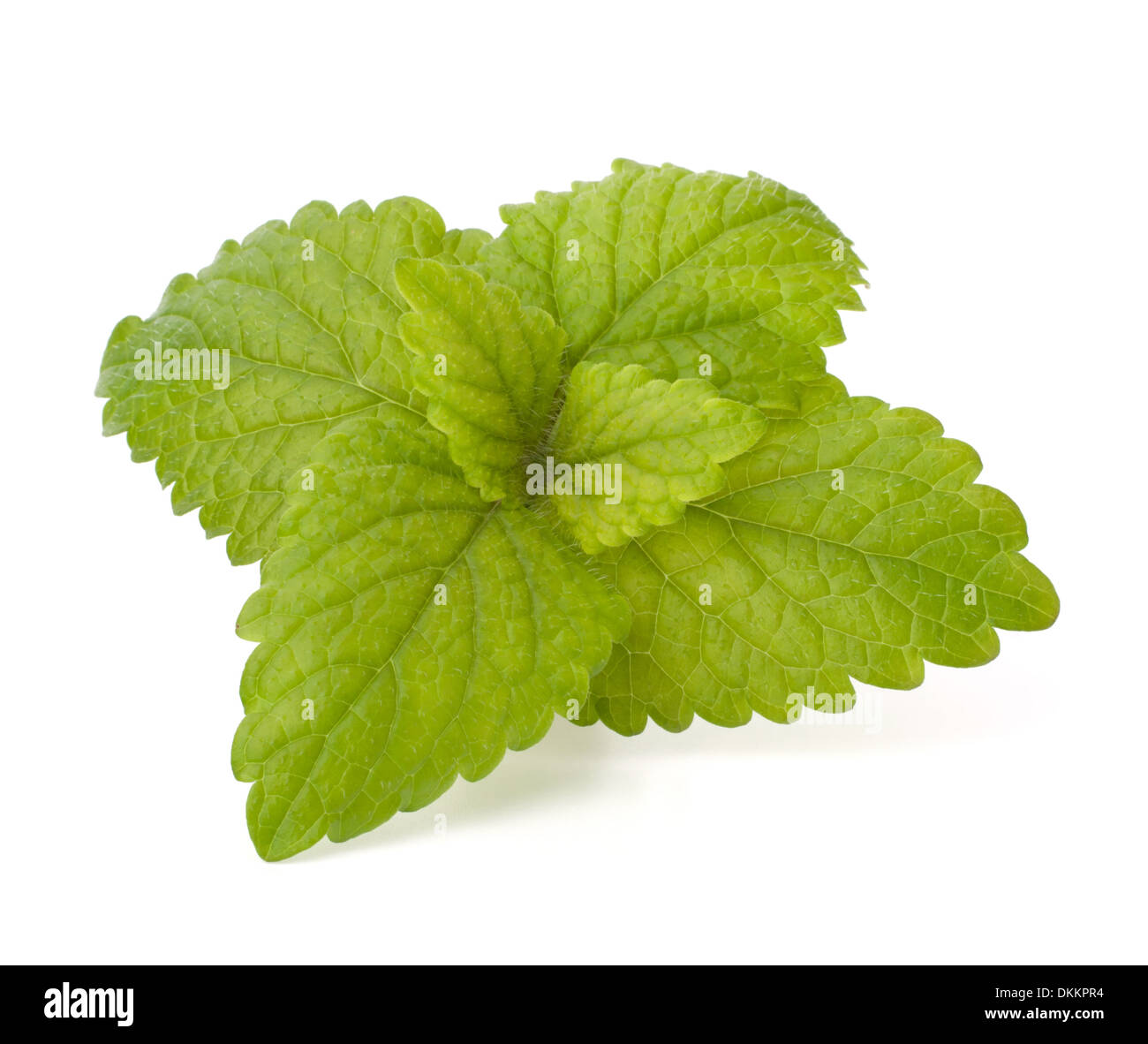 Peppermint or mint isolated on white background Stock Photo - Alamy