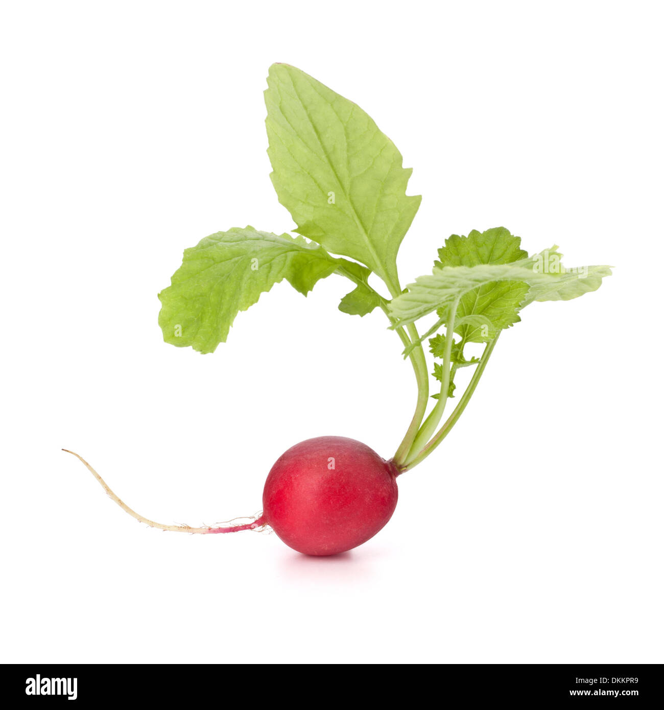 Small garden radish isolated on white background Stock Photo - Alamy