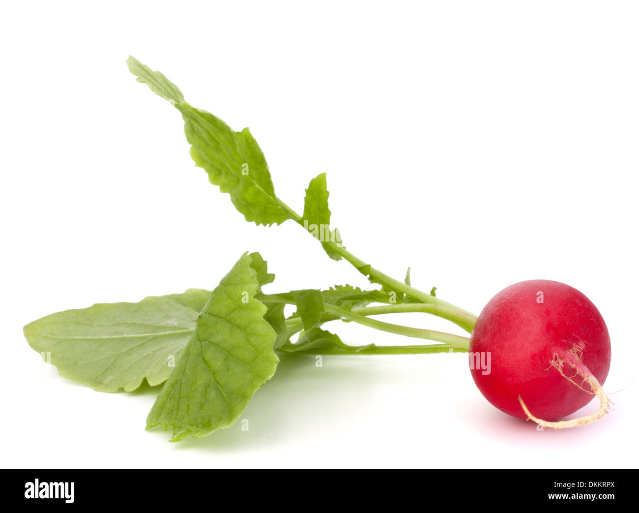 Small garden radish with leaves isolated on white background cutout ...