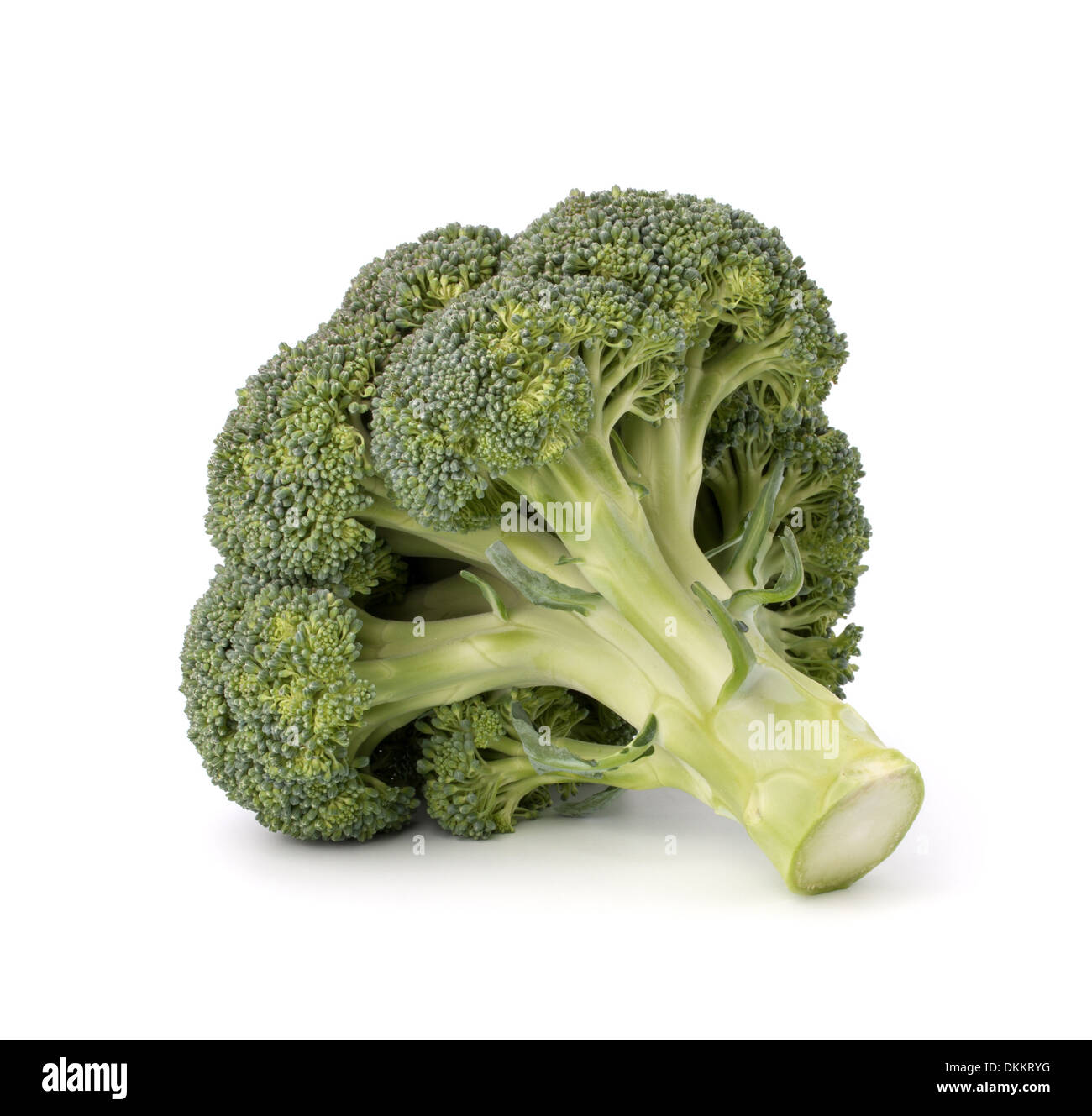 Broccoli vegetable isolated on white background Stock Photo - Alamy
