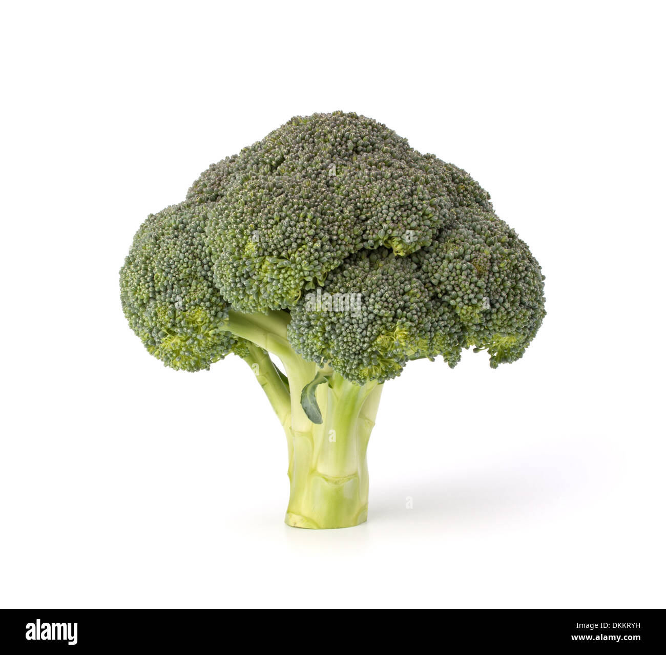 Broccoli vegetable isolated on white background Stock Photo - Alamy