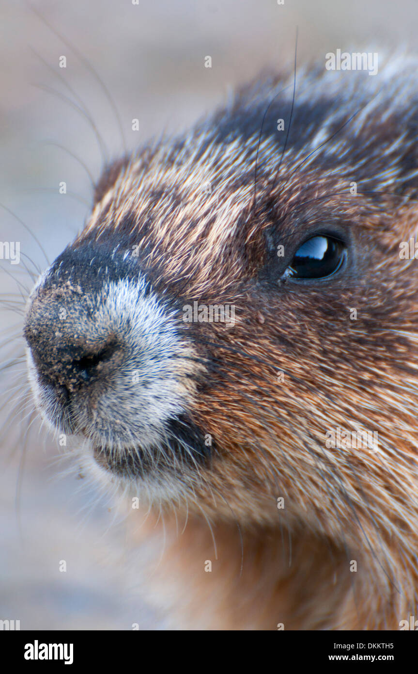 British rodent hi-res stock photography and images - Alamy