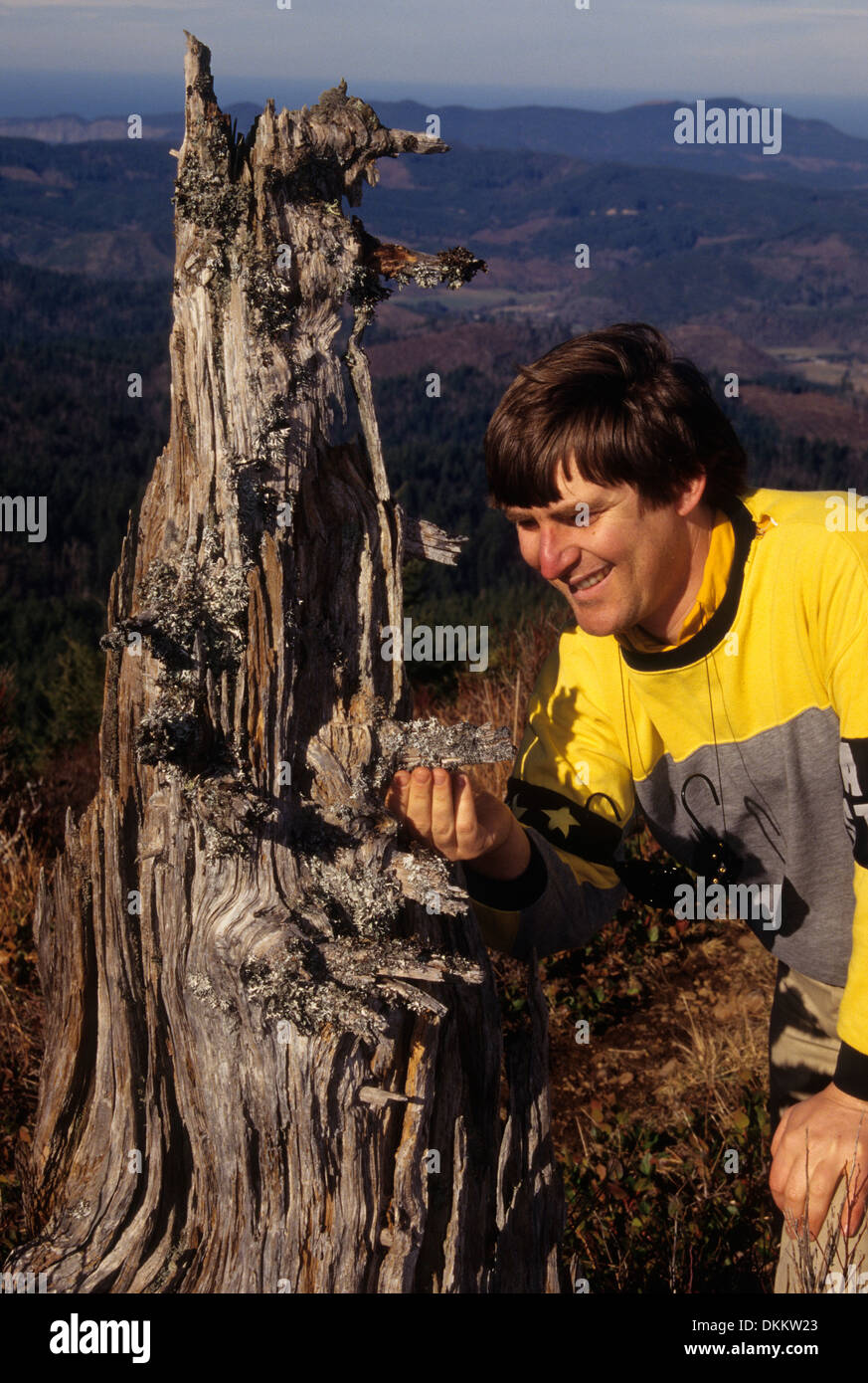 Mt Hebo stump on Pioneer Indian Trail, Siuslaw National Forest, Oregon ...