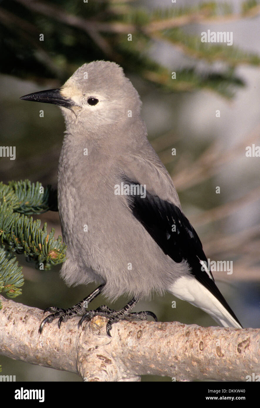 Clarks nutcracker, Crater Lake National Park, Oregon Stock Photo - Alamy