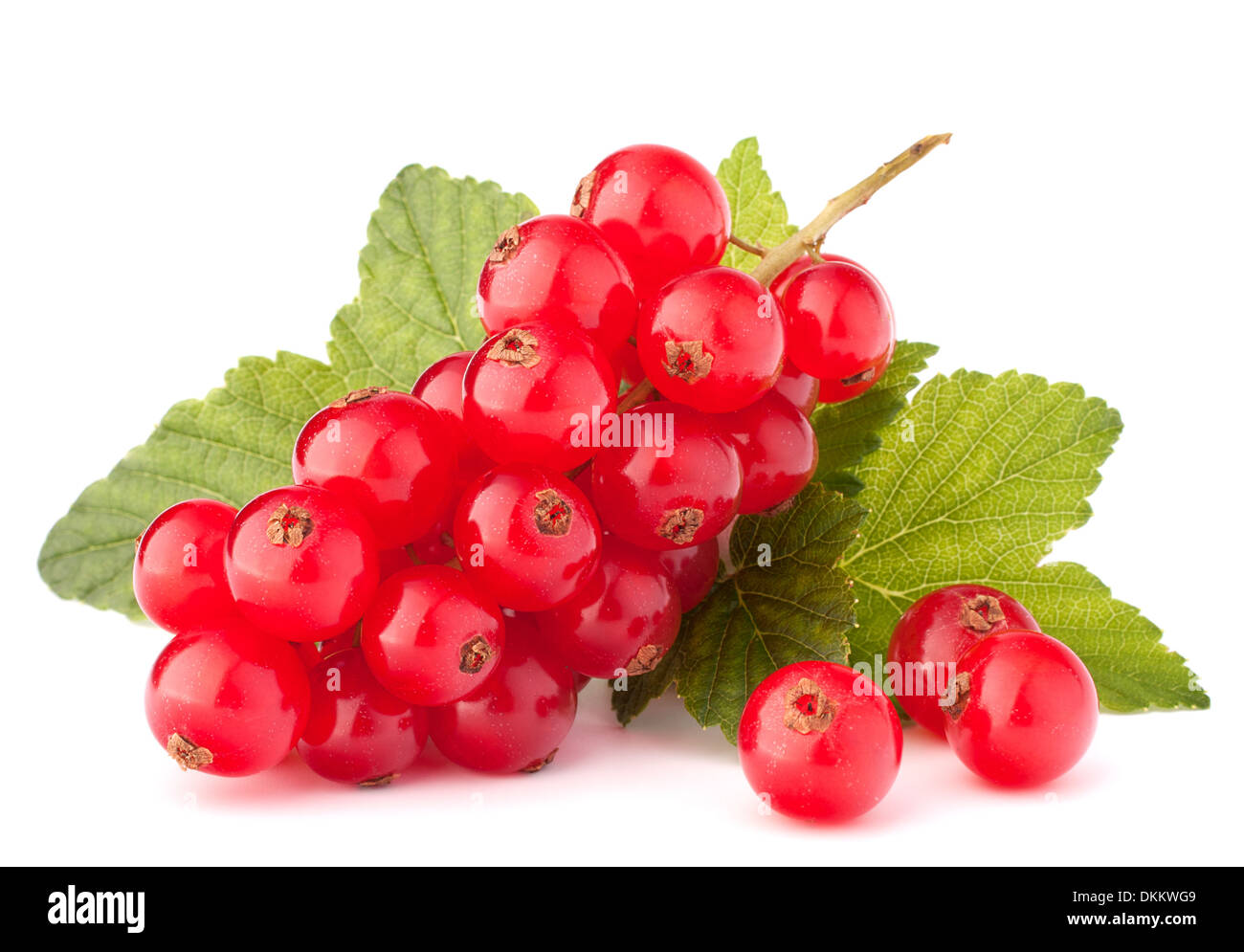 Red currants and green leaves still life isolated on white background ...