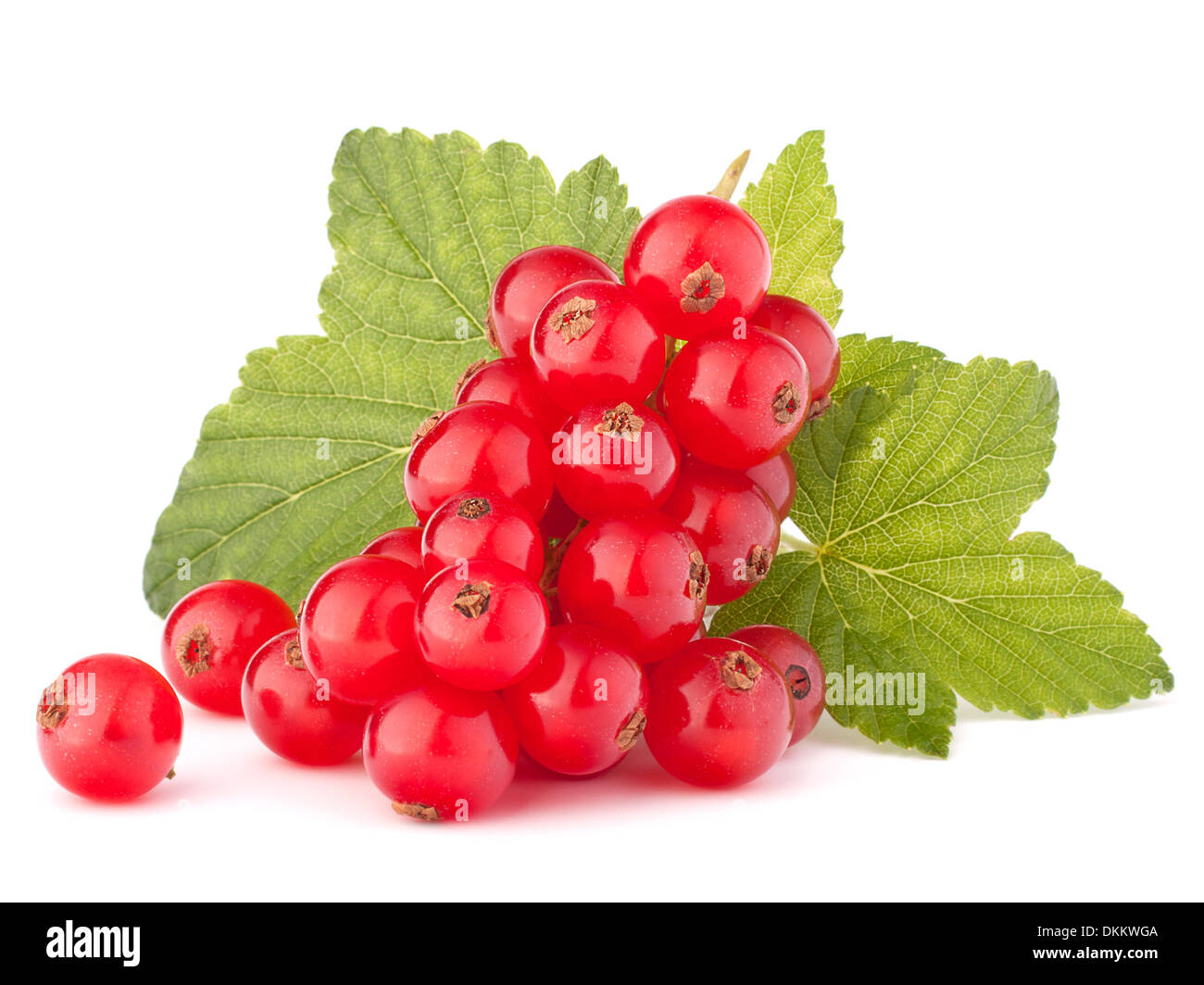 Red currants and green leaves still life isolated on white background ...
