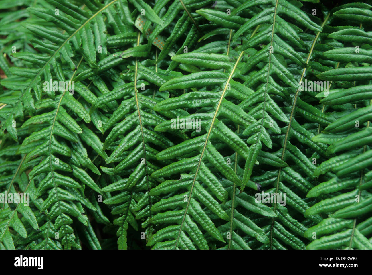 Ferns, Talbot State Park, Columbia River Gorge National Scenic Area ...