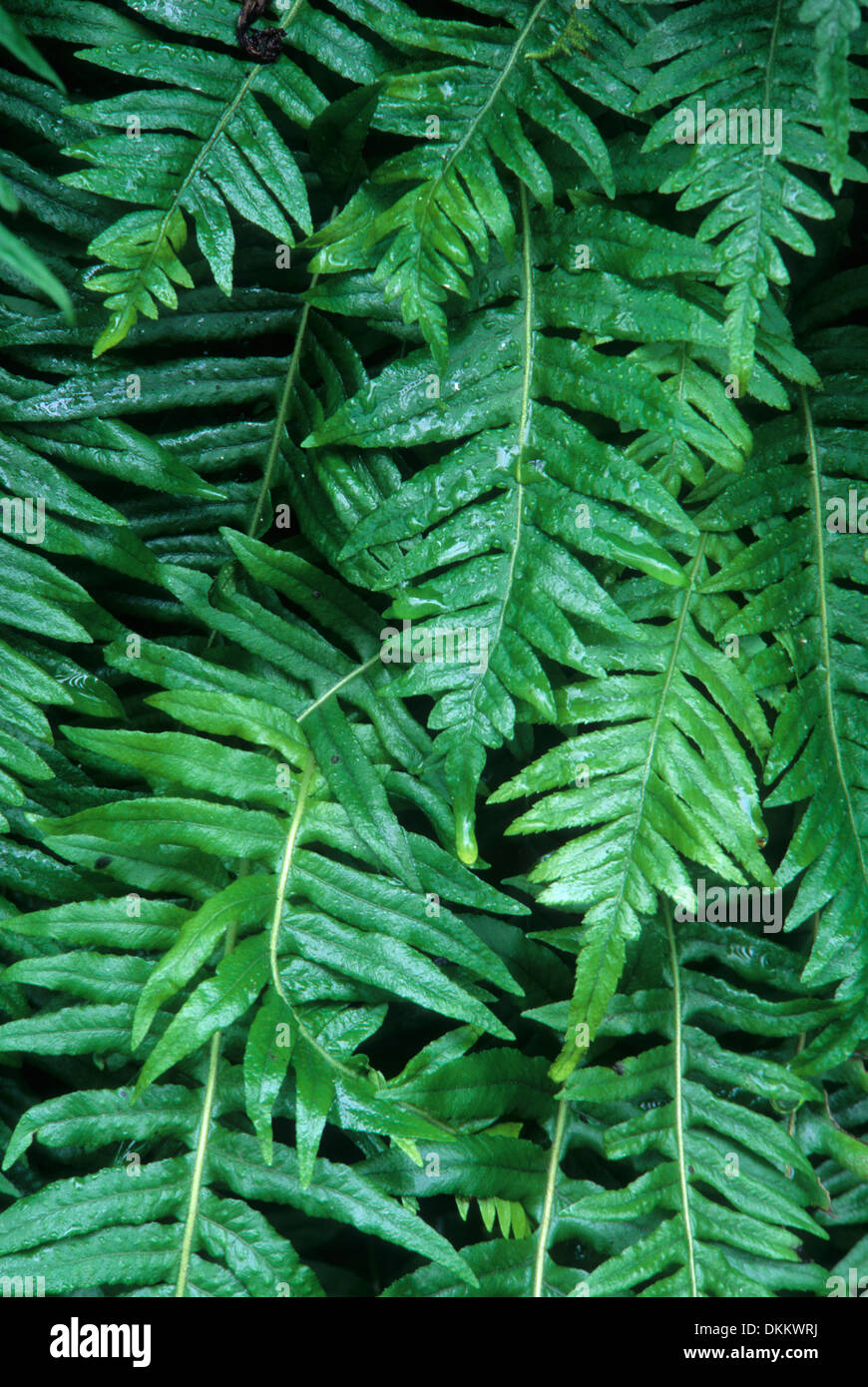 Ferns, Talbot State Park, Columbia River Gorge National Scenic Area ...