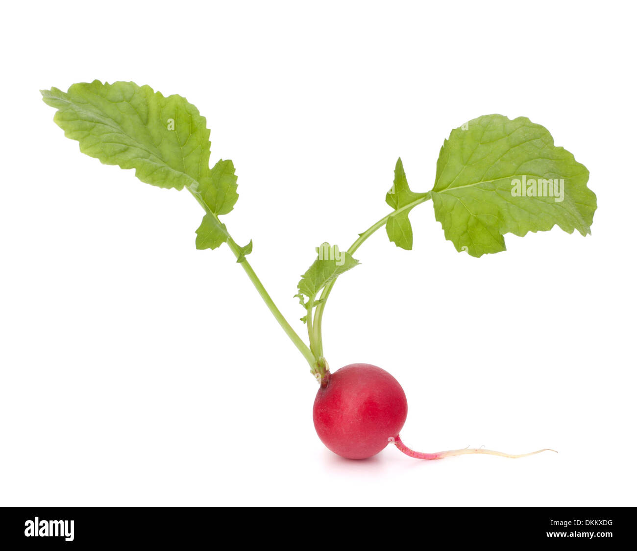 Small garden radish with leaves isolated on white background cutout ...
