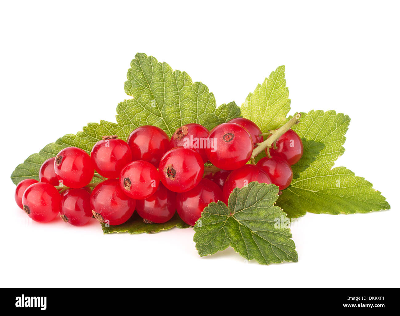 Red currants and green leaves still life isolated on white background ...