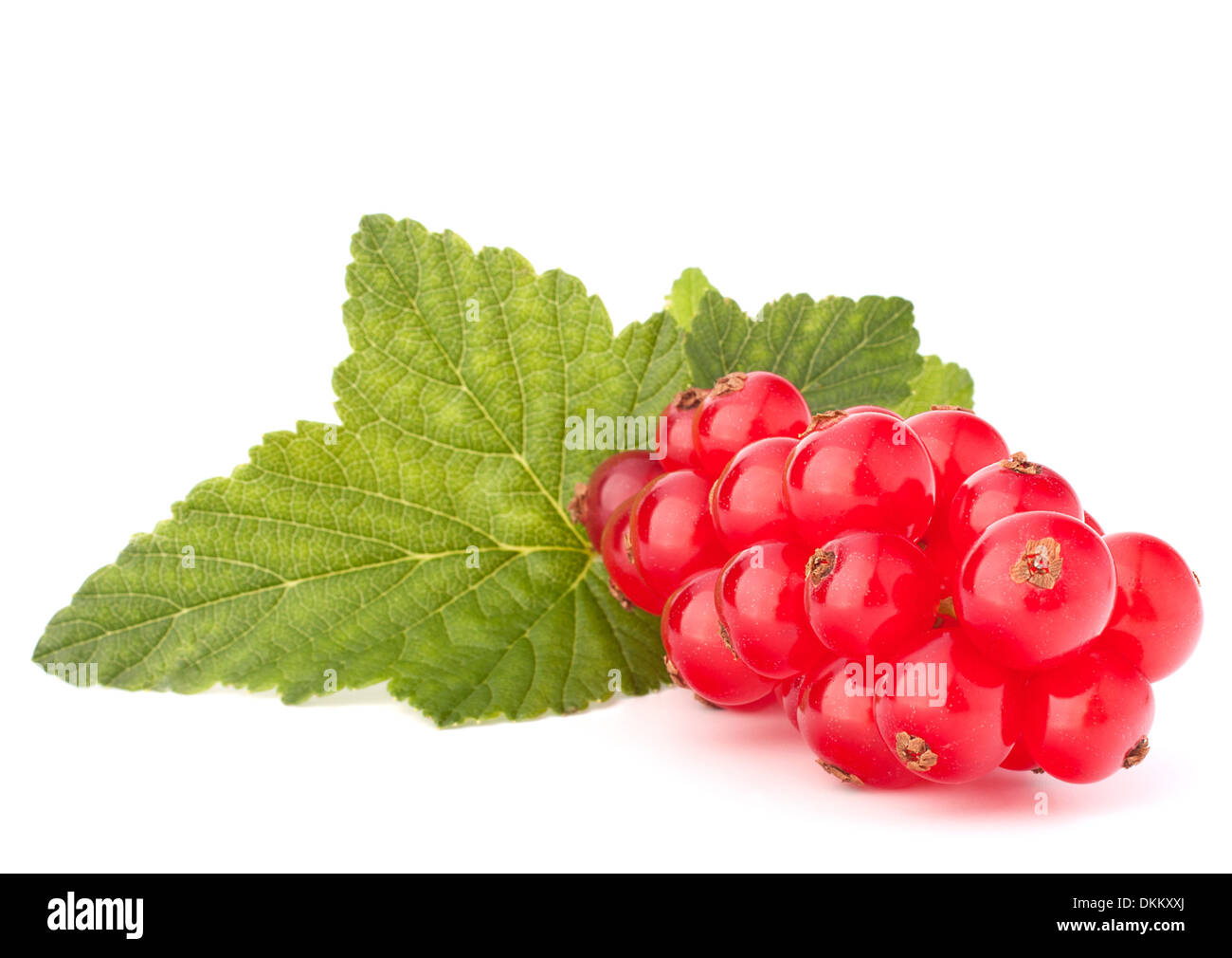 Red currants and green leaves still life isolated on white background ...