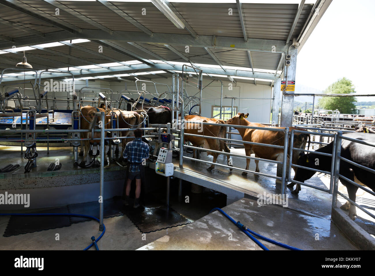 Milking shed new zealand hi-res stock photography and images - Alamy