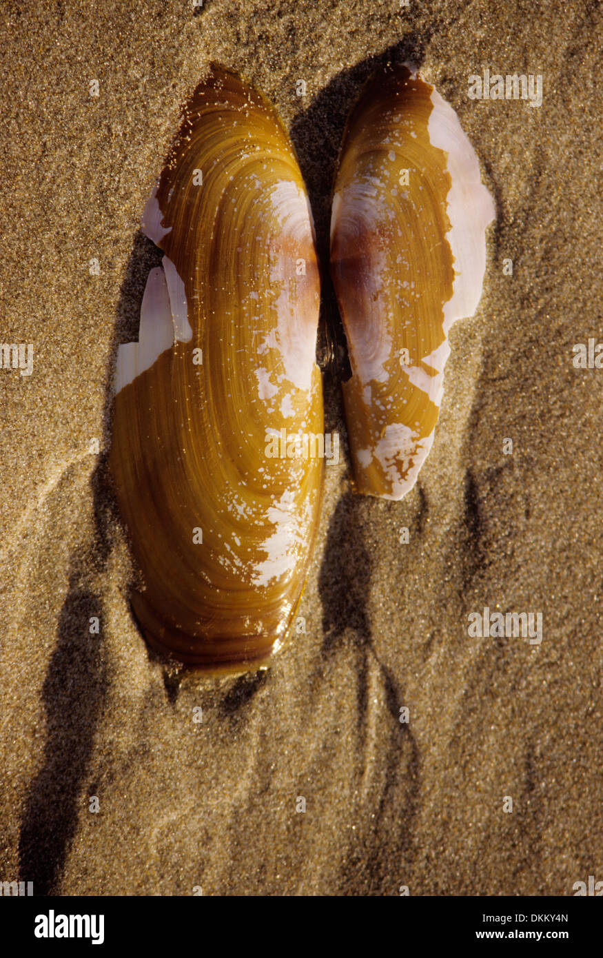 Razor clam shells on beach, Bayocean Peninsula, Oregon Stock Photo - Alamy