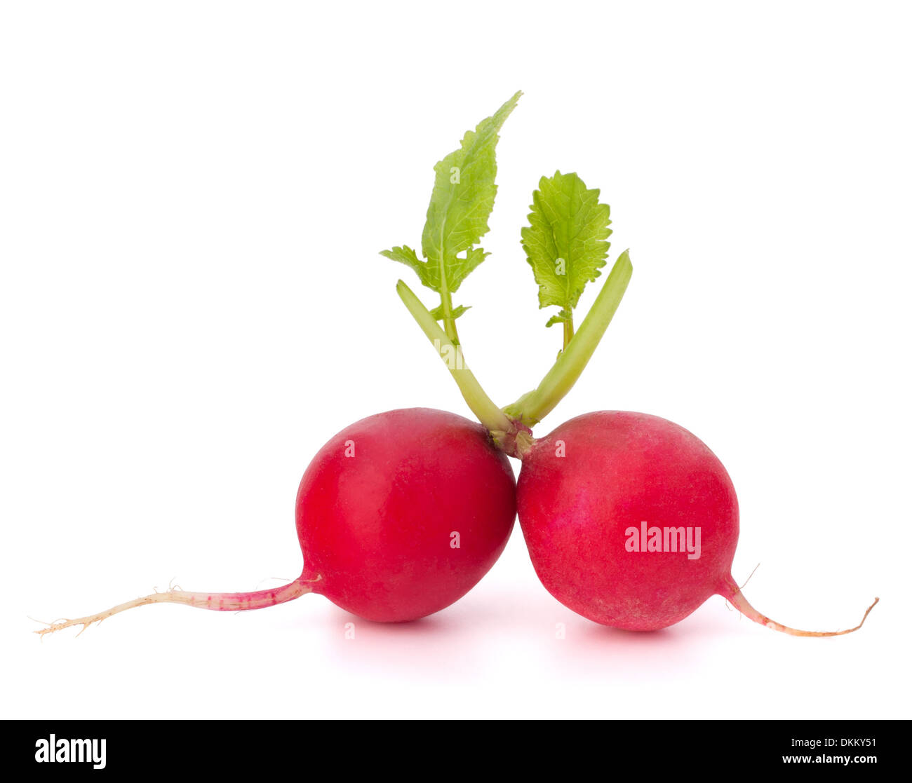 Small garden radish isolated on white background cutout Stock Photo - Alamy