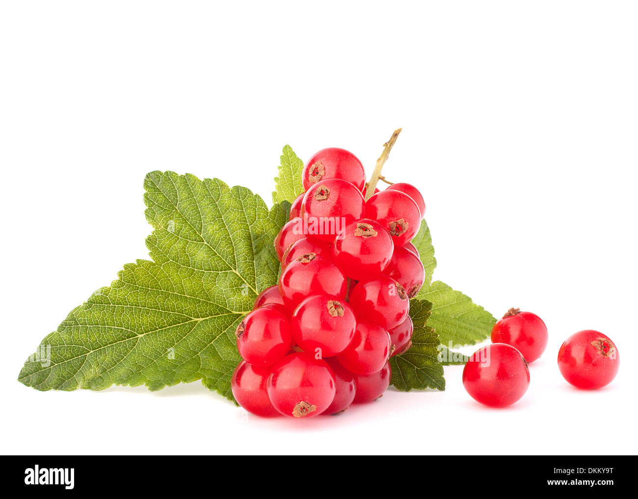 Red currants and green leaves still life isolated on white background ...