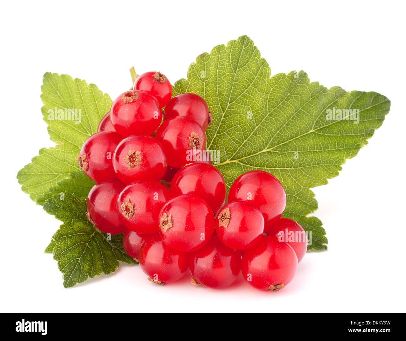 Red currants and green leaves still life isolated on white background ...