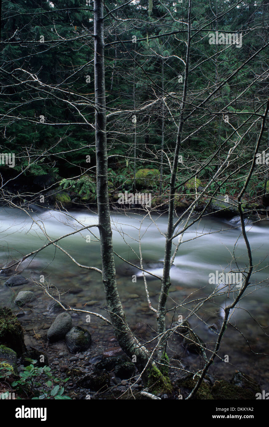 Zigzag River, Mt Hood National Forest, Oregon Stock Photo - Alamy