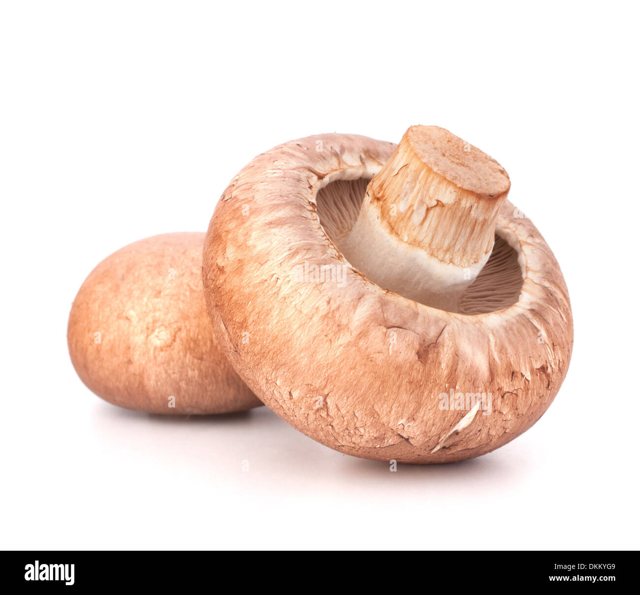 Brown champignon mushroom isolated on white background cutout Stock ...
