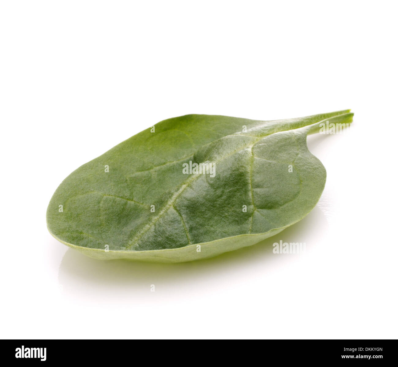 Spinach vegetables isolated on white background cutout Stock Photo - Alamy