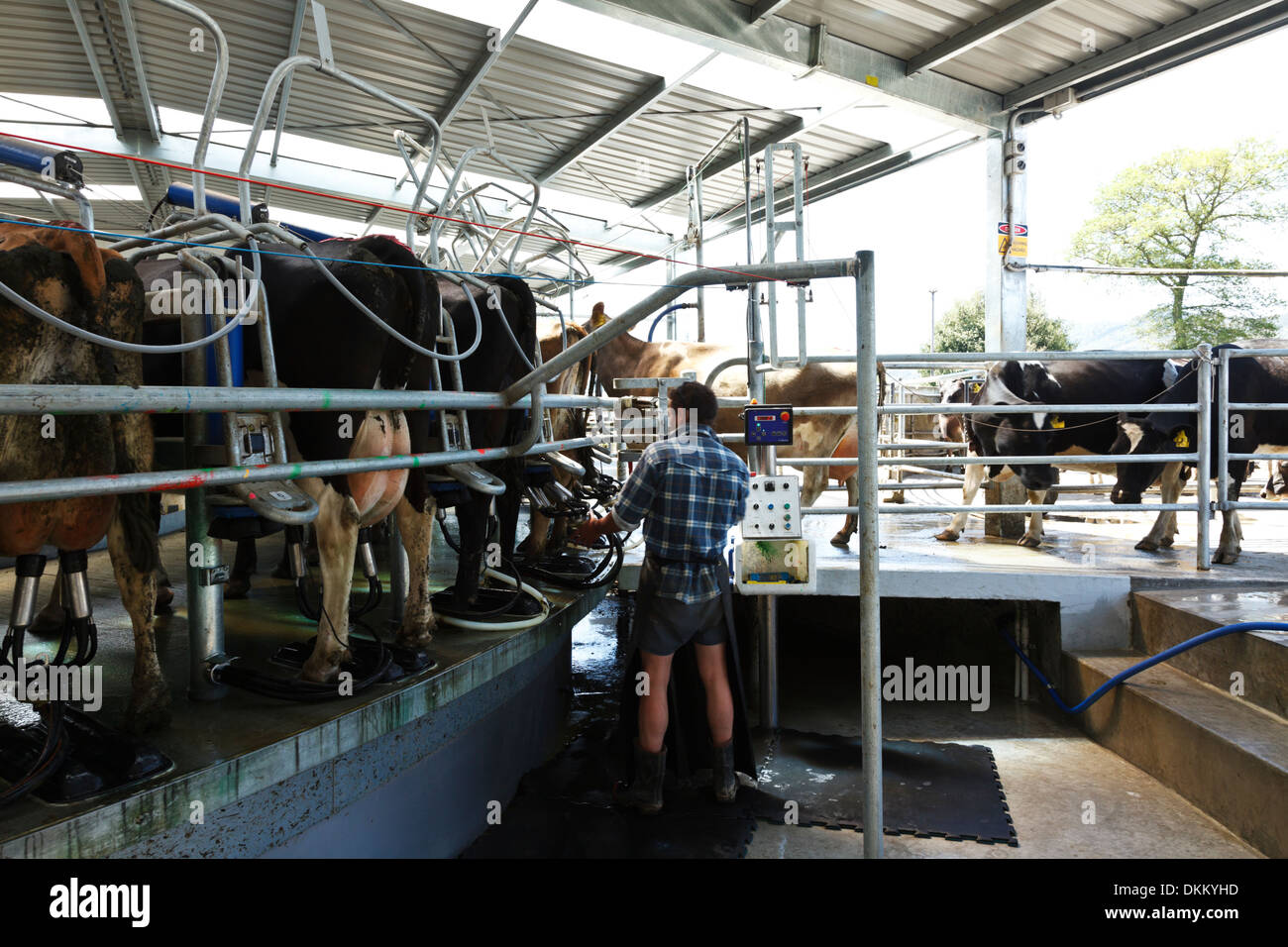 New zealand dairy farm hi-res stock photography and images - Alamy