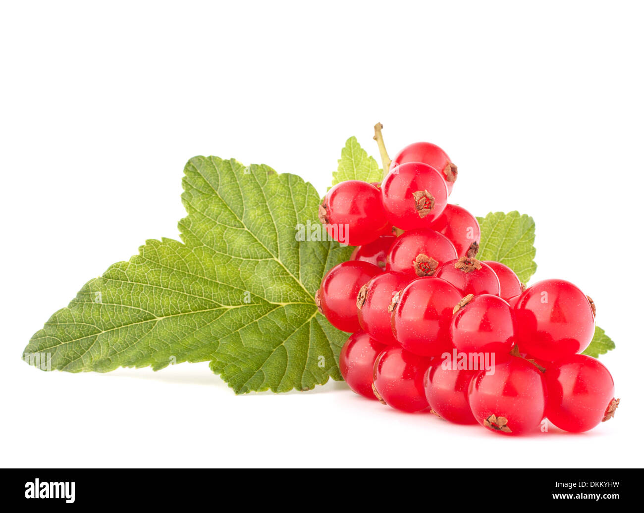 Red currants and green leaves still life isolated on white background ...