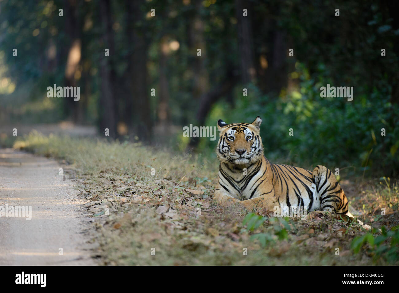 Dominant male Bengal tiger called Munna sitting by a vehicle track on a ...