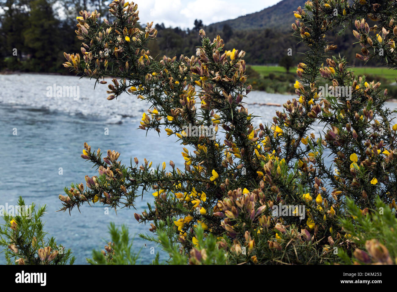 Gorse invasive plant hi-res stock photography and images - Alamy