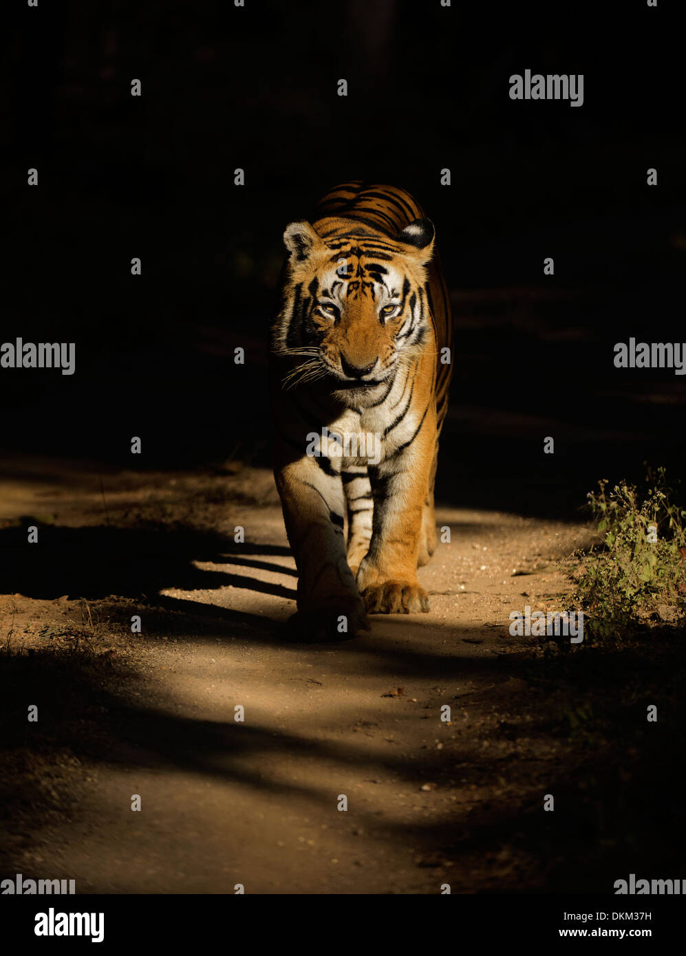 Tiger kanha reserve hi-res stock photography and images - Alamy