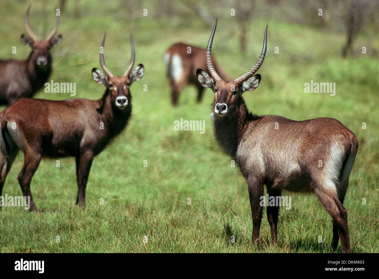 COMMON WATERBUCK.NAKURU, KENYA, EAST AFRICA.27/02/2001.D1A4 Stock Photo ...