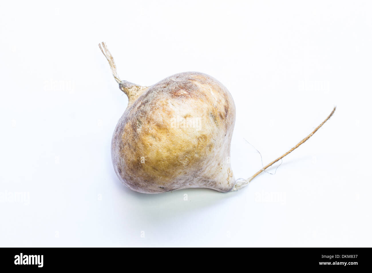 Isolated - Yam Bean Stock Photo - Alamy