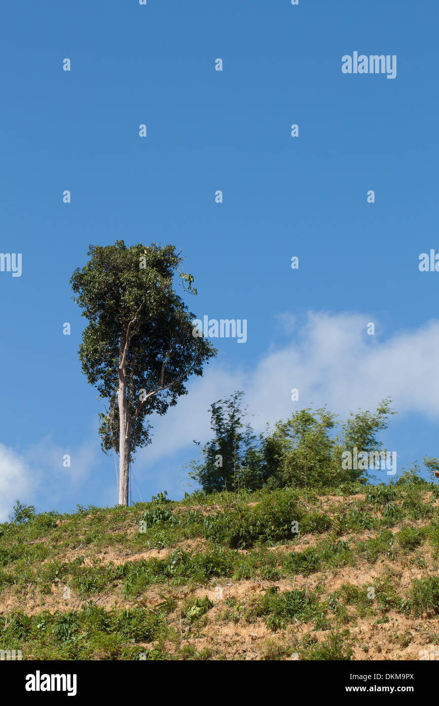 One tree on hill hi-res stock photography and images - Alamy