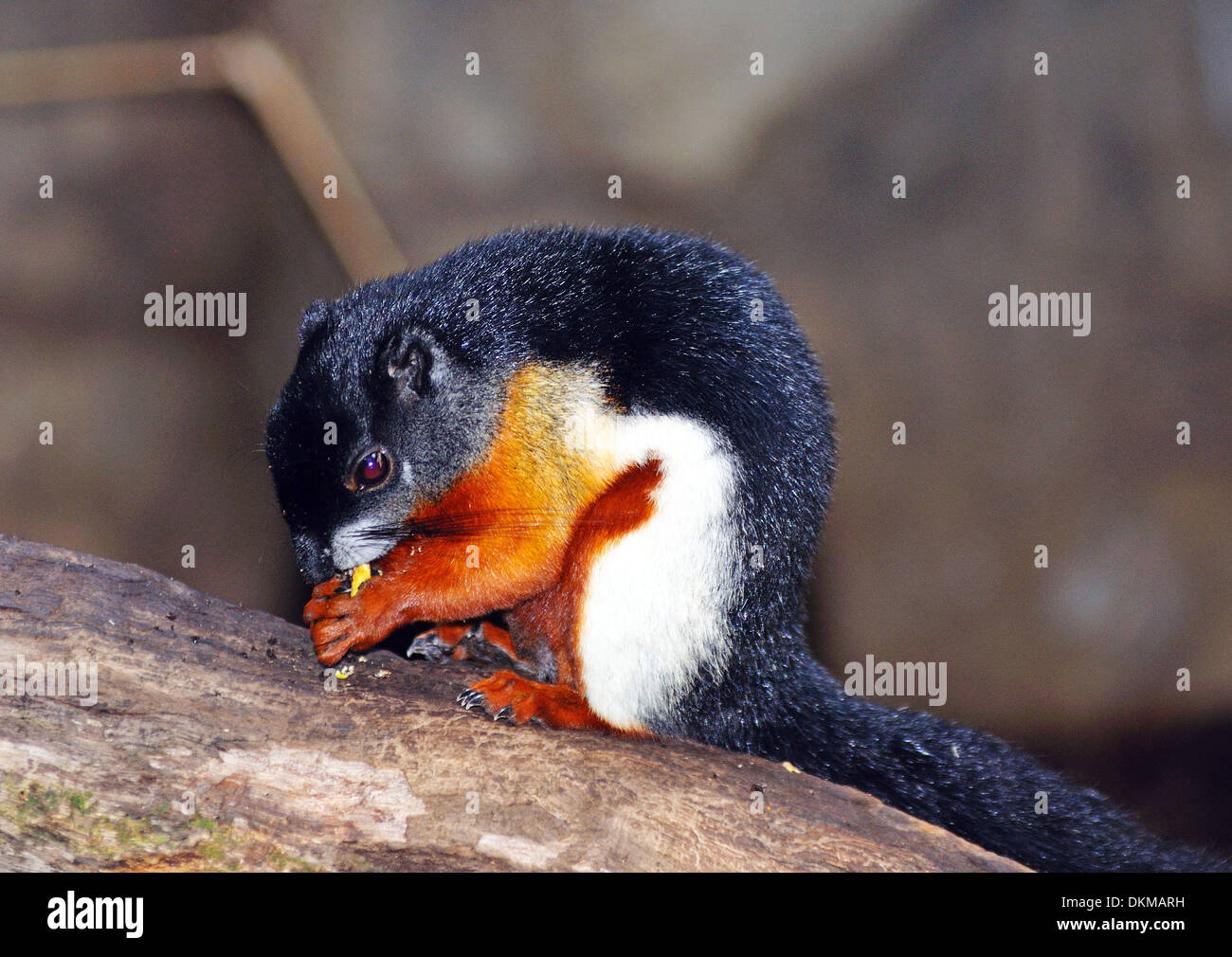 Tri colored squirrel hi-res stock photography and images - Alamy