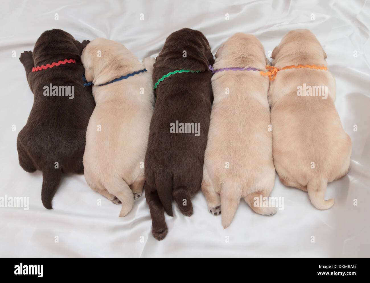 Five week old puppies hi-res stock photography and images - Alamy