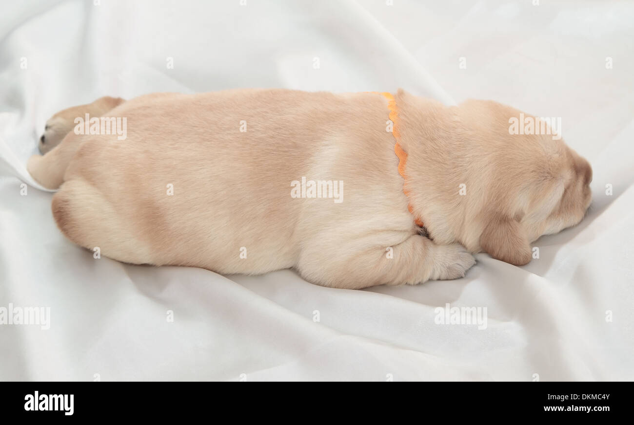 Newborn golden retriever puppy hi-res stock photography and images - Alamy