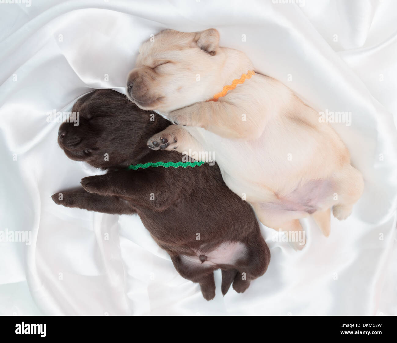 two labrador retriever puppies (one week old Stock Photo - Alamy