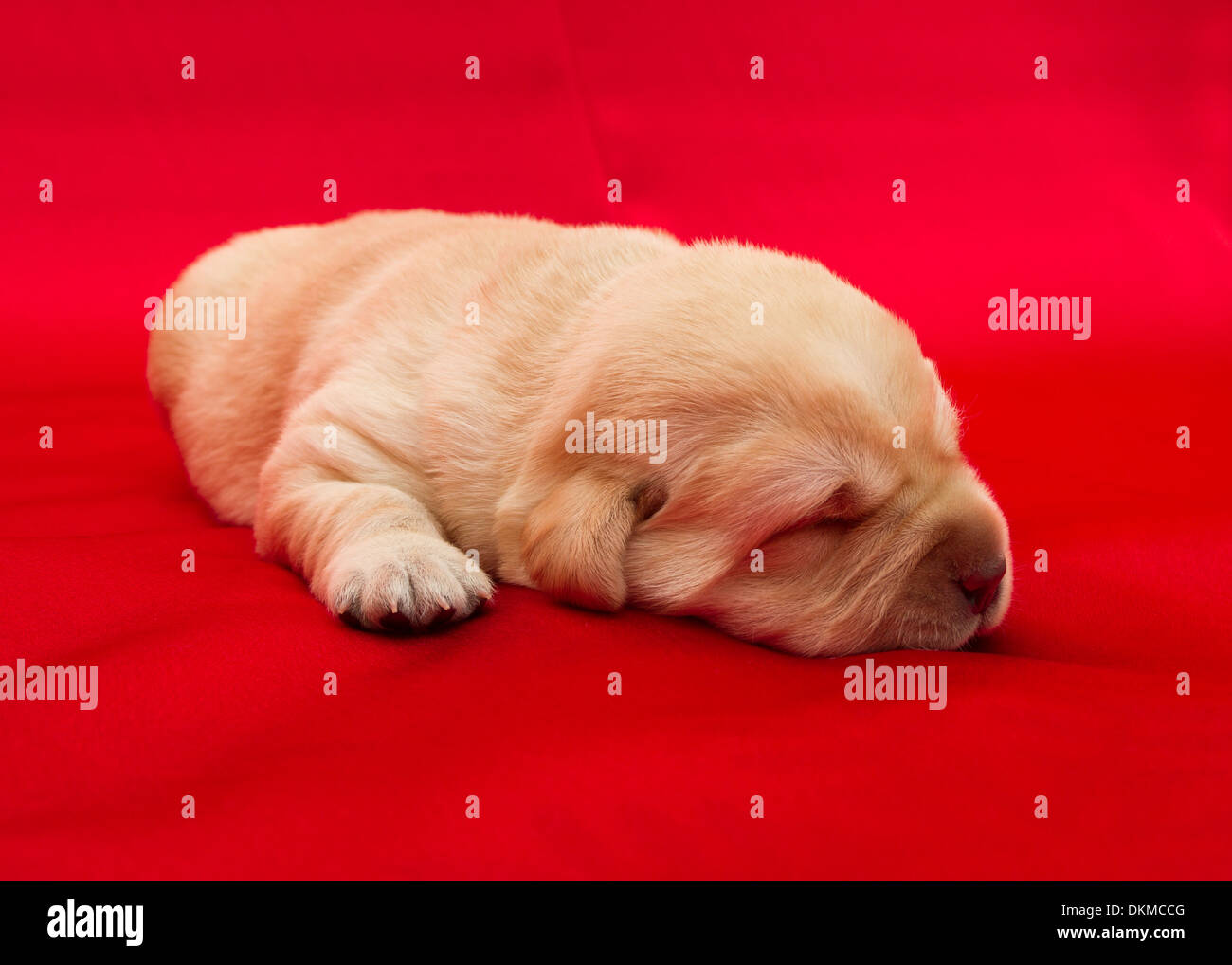 labrador retriever puppy (one week old Stock Photo - Alamy