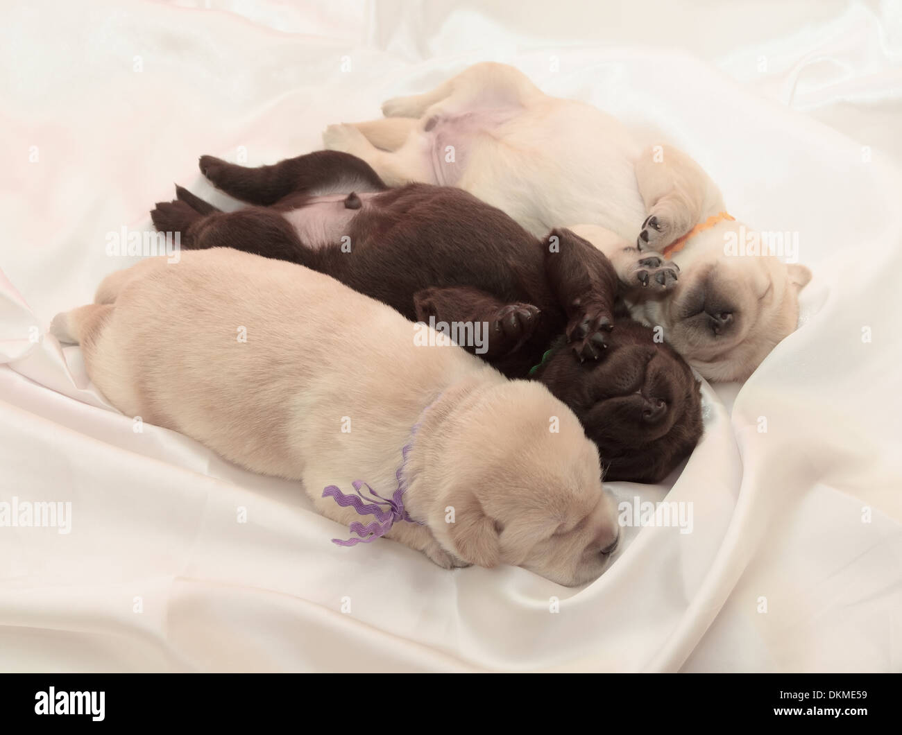 three labrador retriever puppies (one week old Stock Photo - Alamy