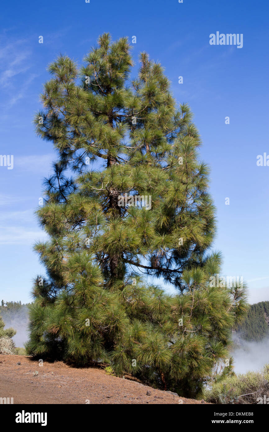 Pine tree tenerife spain hi-res stock photography and images - Alamy