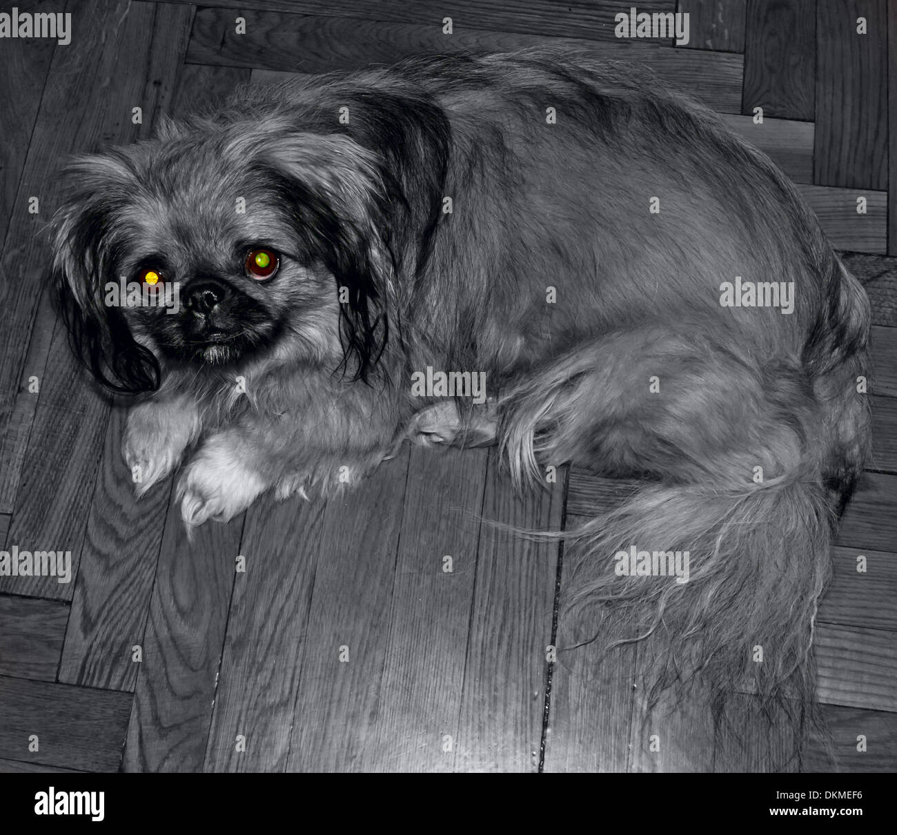 Pekines hi-res stock photography and images - Alamy